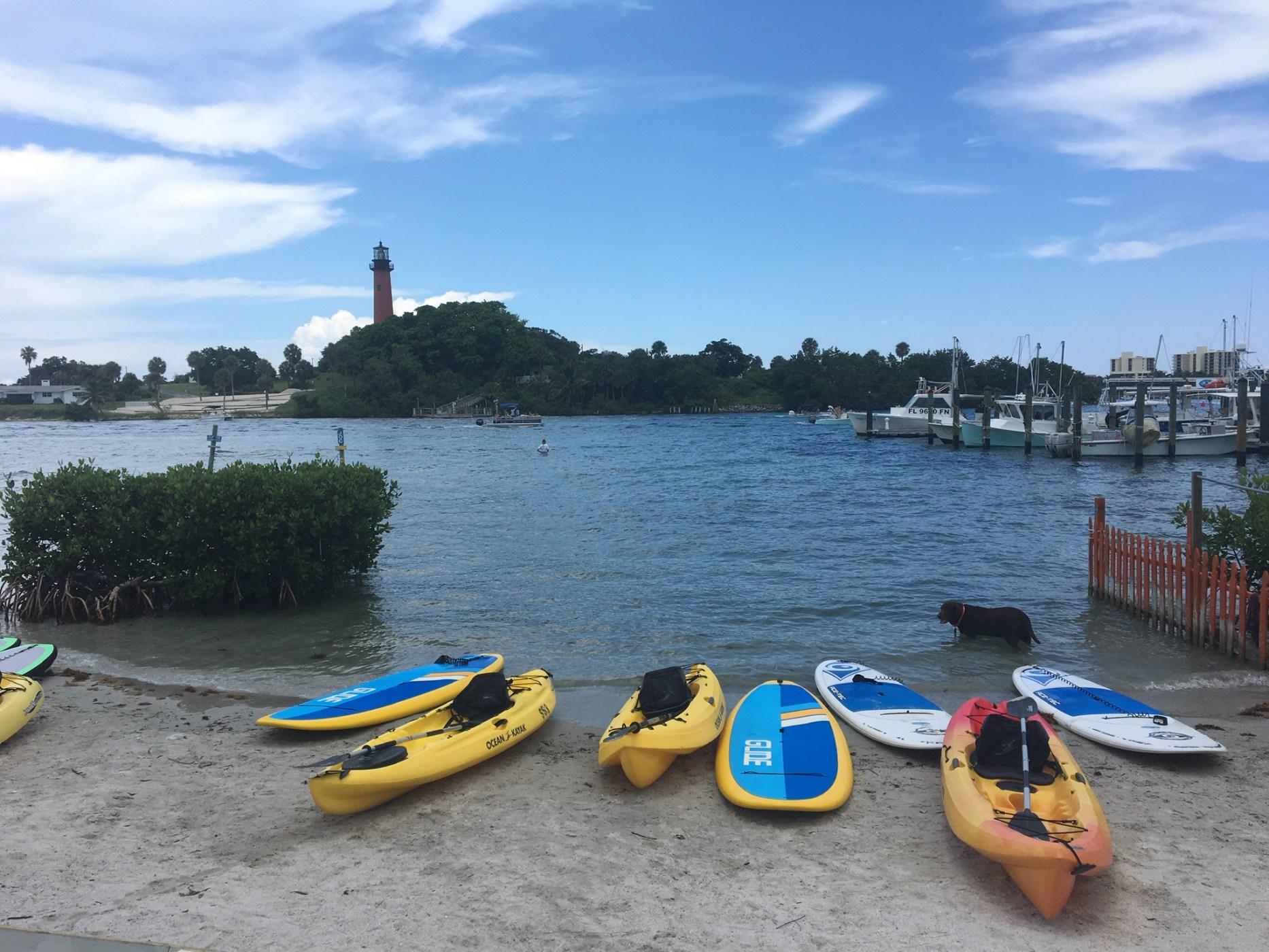 Boat Tours in Jupiter - Manatees & Birds at Fullerton Island